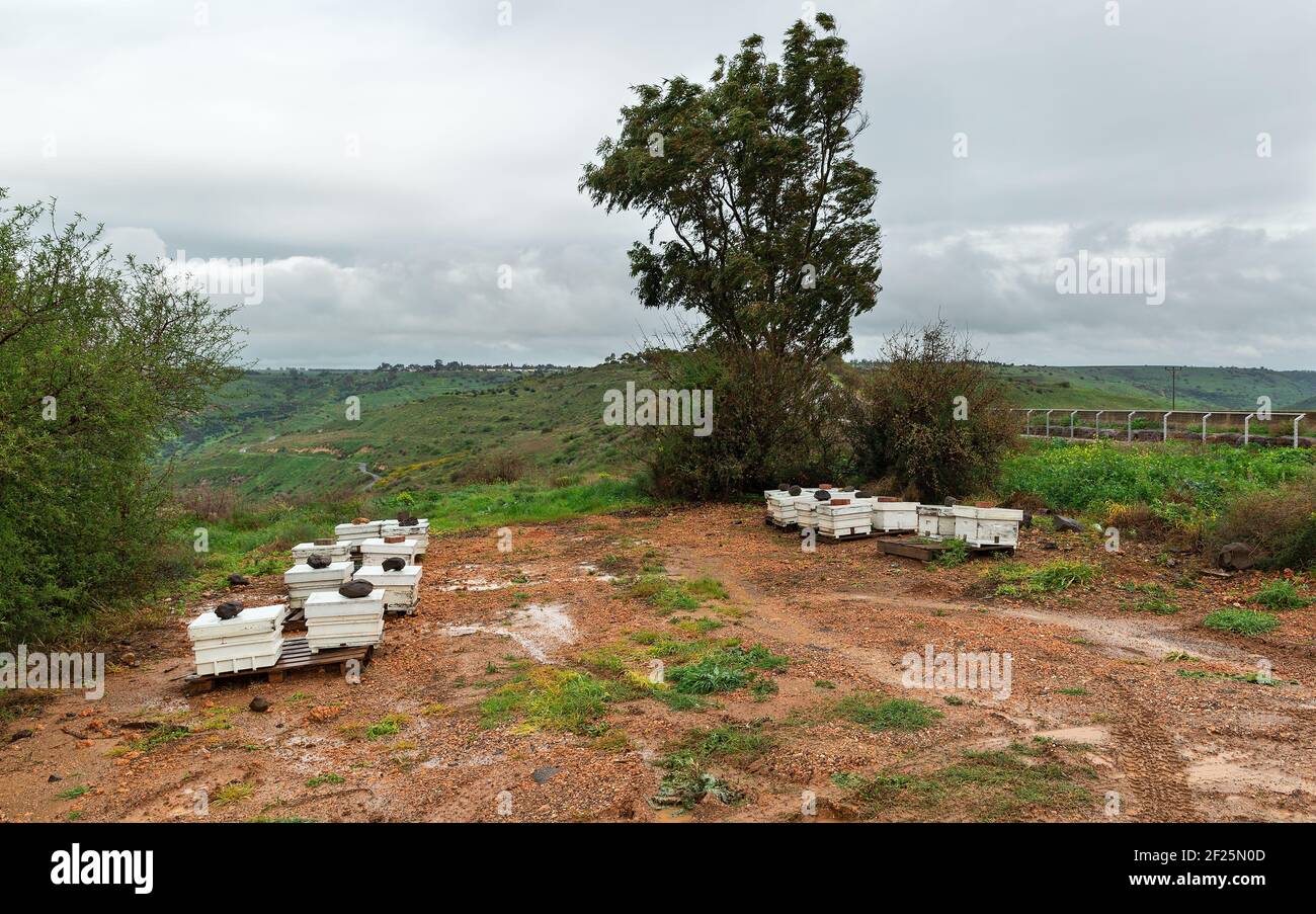 bee hives in rainy weather in northern Israel Stock Photo - Alamy