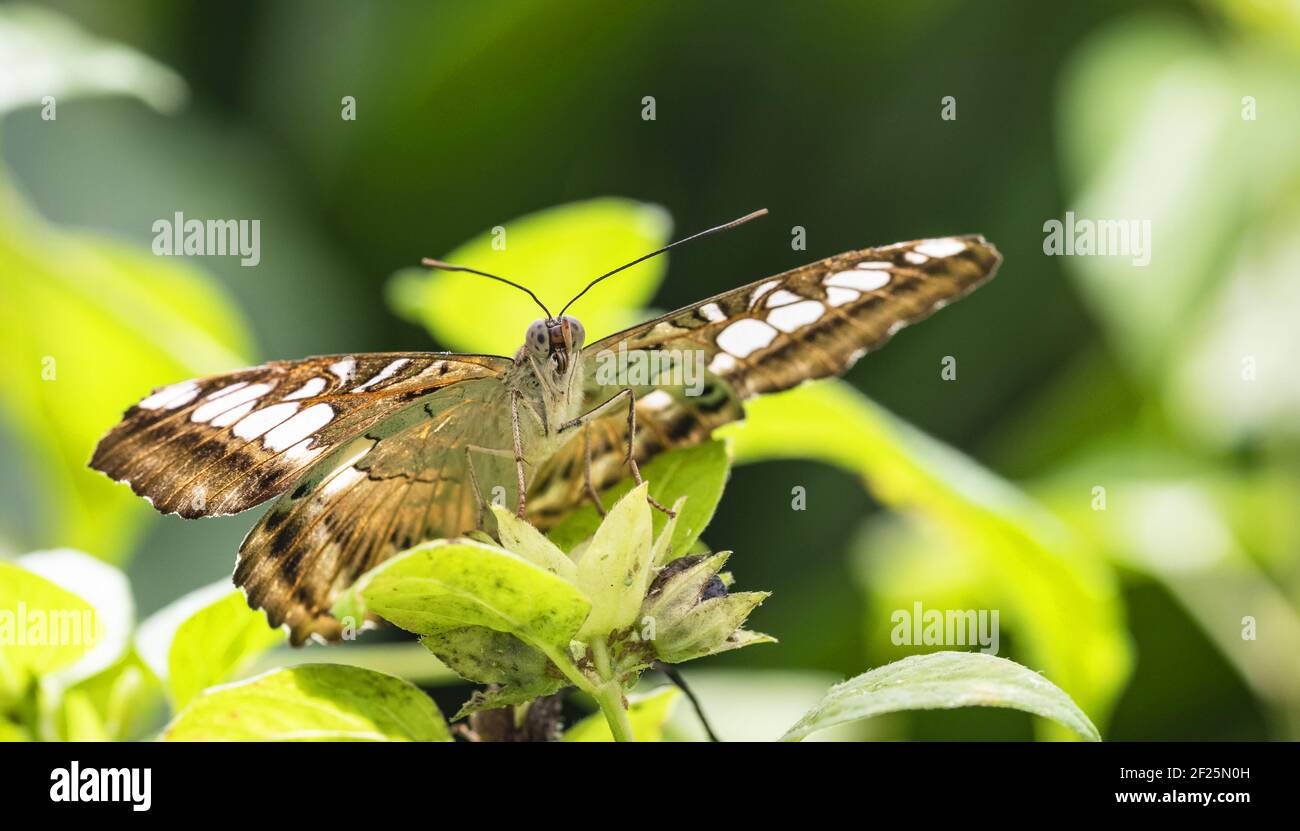 The Clipper Butterfly Stock Photo - Alamy