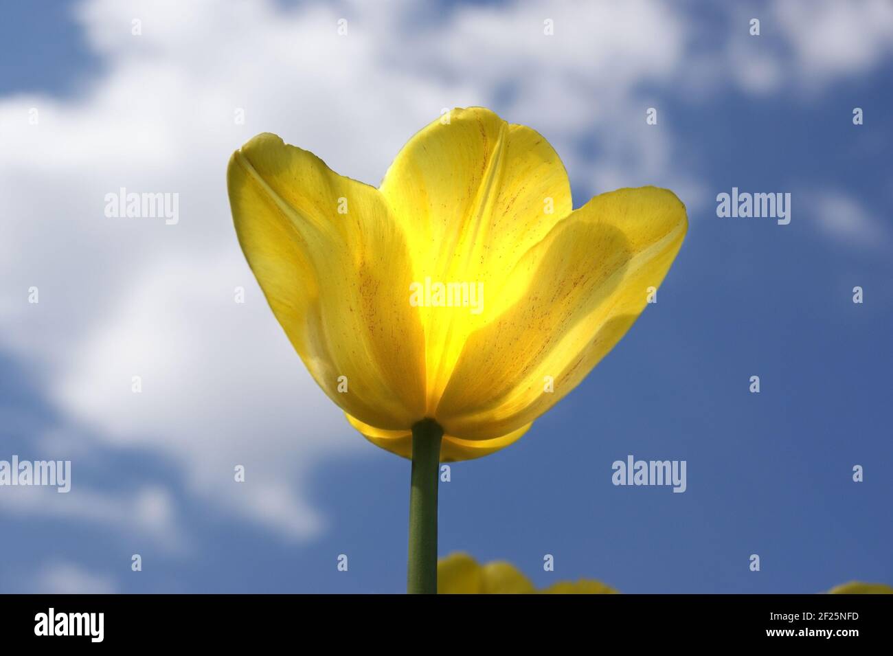 Beautiful yellow tulips on a background of blue sky with clouds in the ...