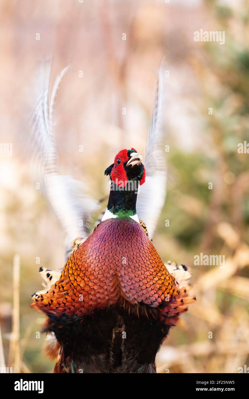 Mating Season Pheasant High Resolution Stock Photography and Images - Alamy