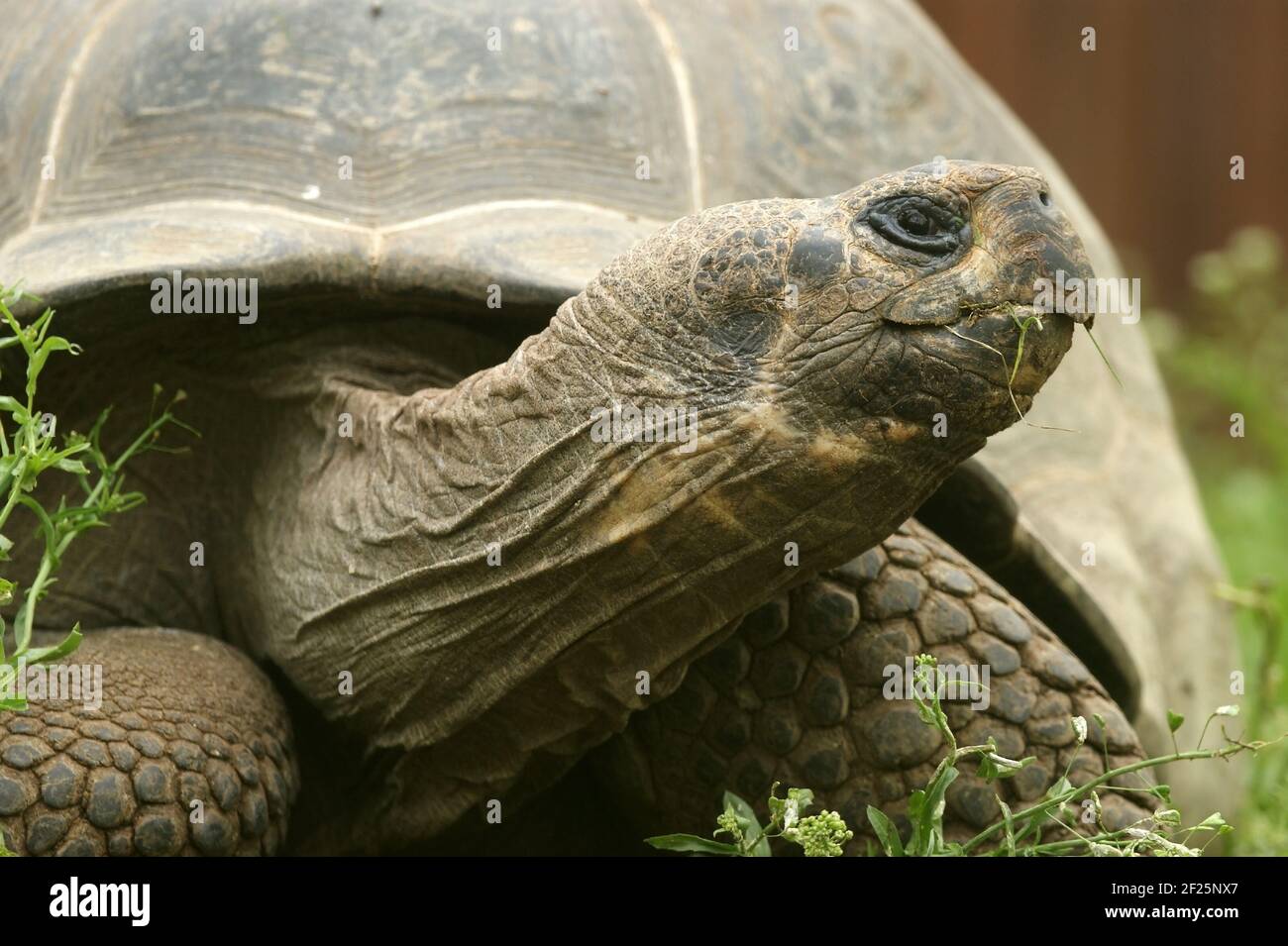 large image of a head of very big tortoise Stock Photo - Alamy