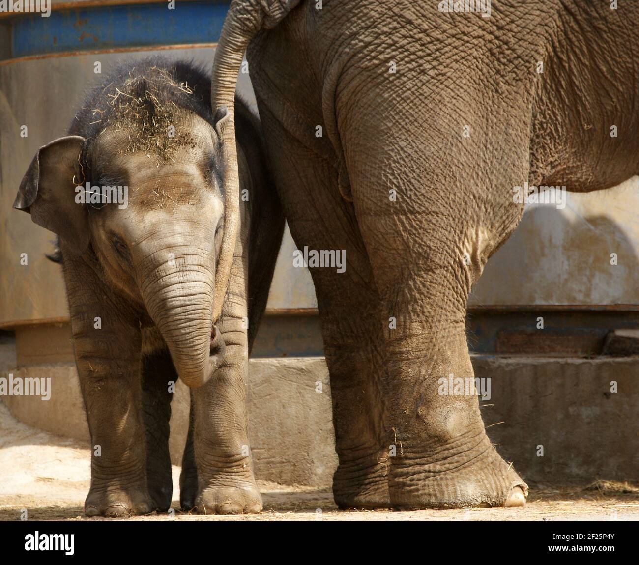 mother elephant with her baby, zoo, Moscow, Russia Stock Photo - Alamy