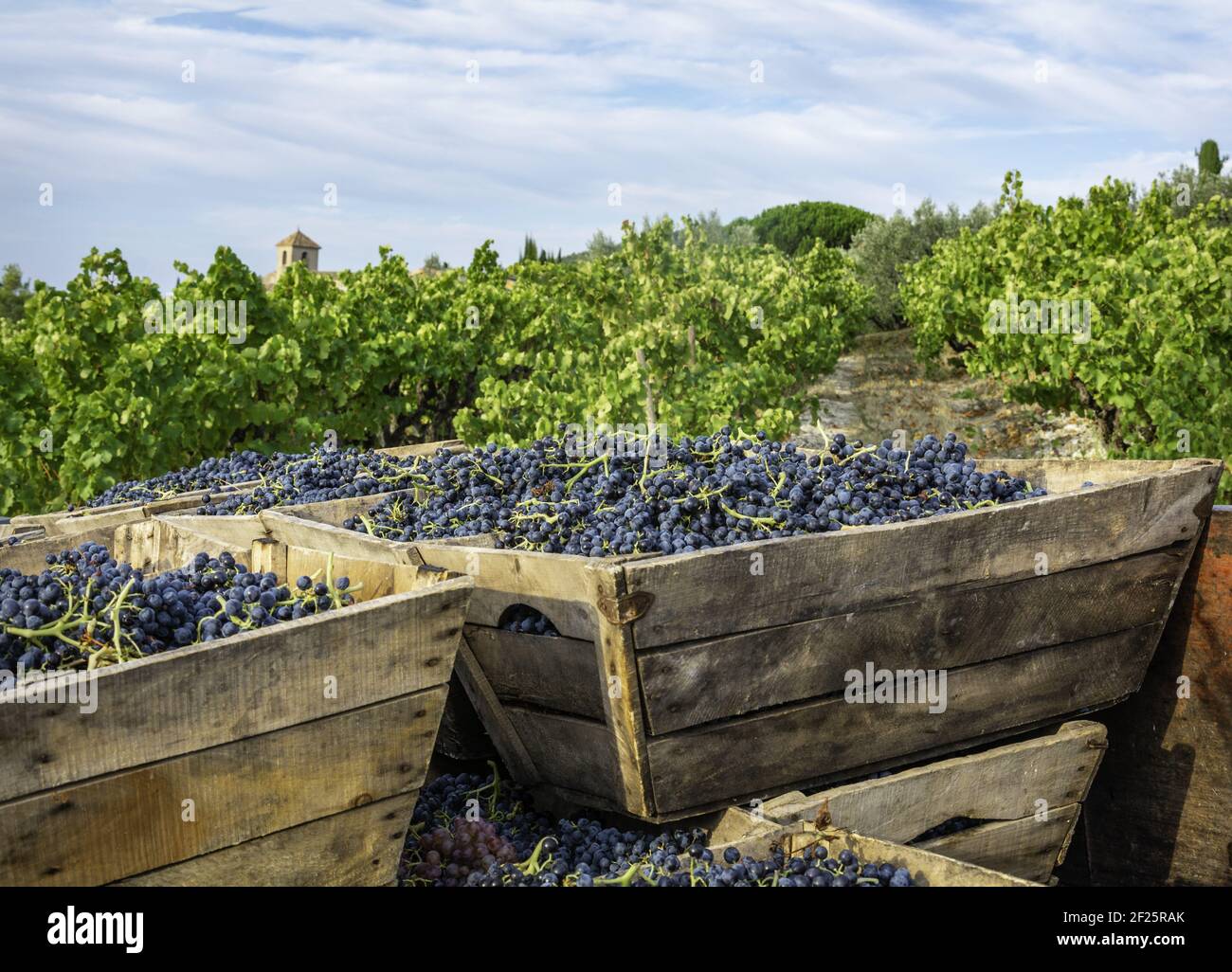 Grapes in boxes during harvest, Rhone Valley, France Stock Photo - Alamy