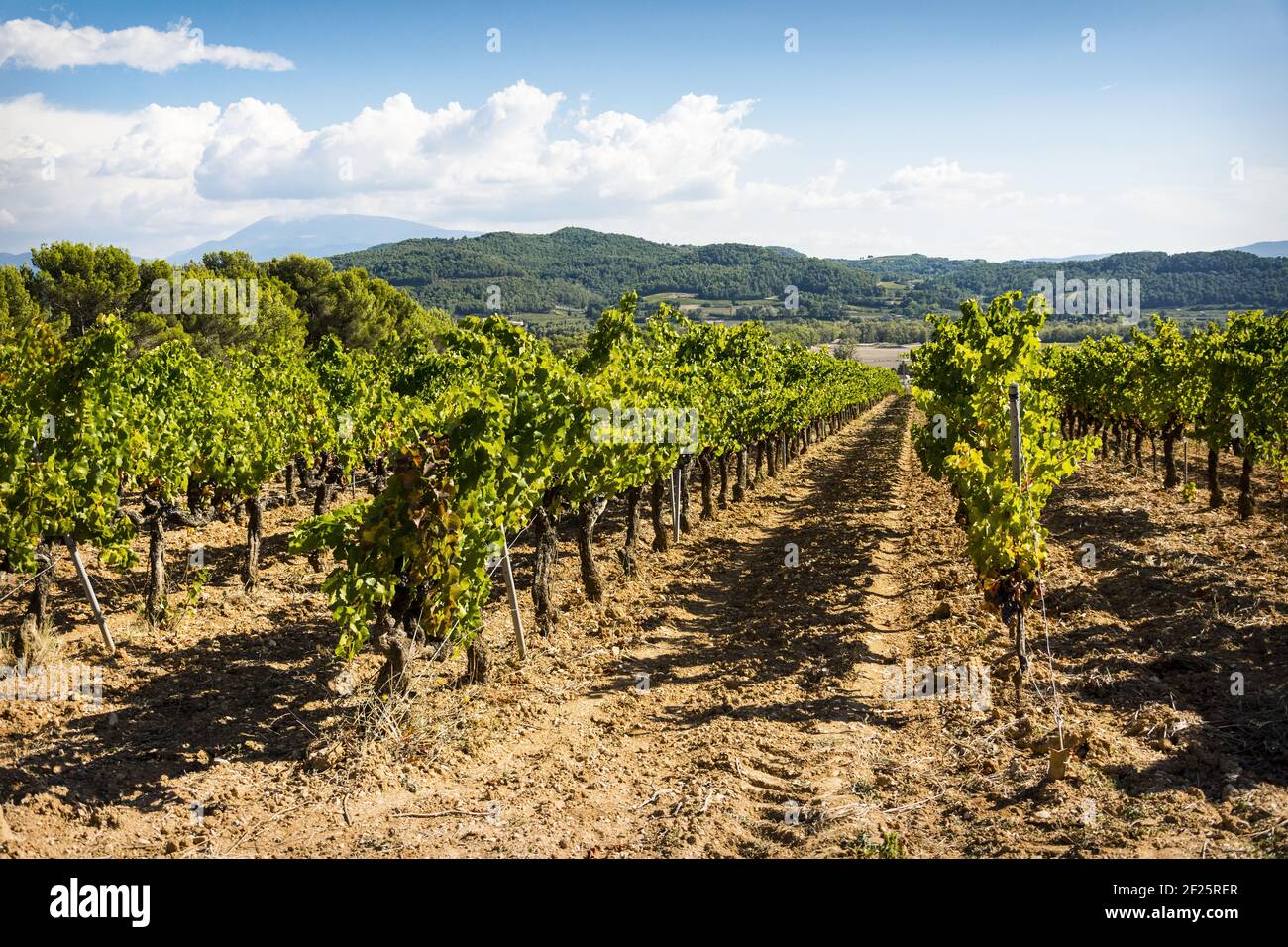 Grapevines rhone valley hi-res stock photography and images - Alamy