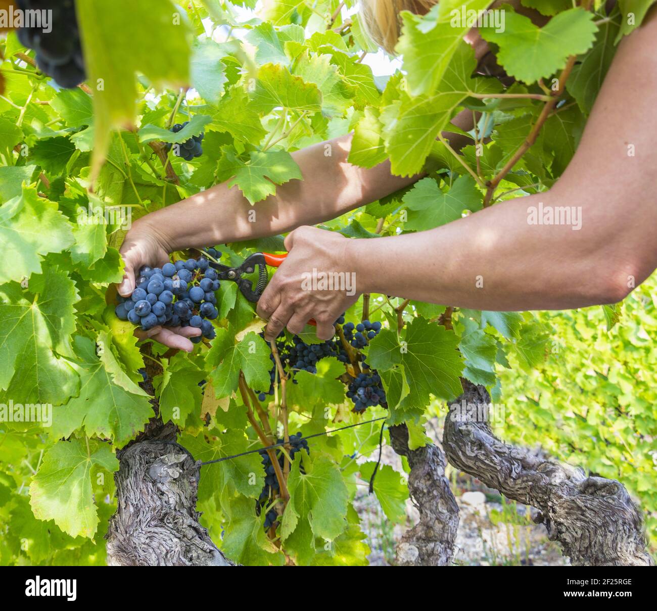 Grape Picking Rhone, France Stock Photo - Alamy