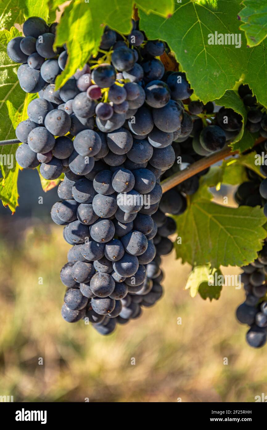 Grapes ready to be Harvested, Rhone Valley, France Stock Photo - Alamy