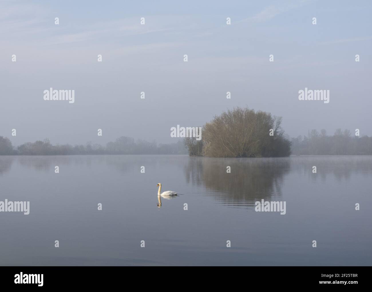 Misty Morning Swan and Lake Stock Photo - Alamy