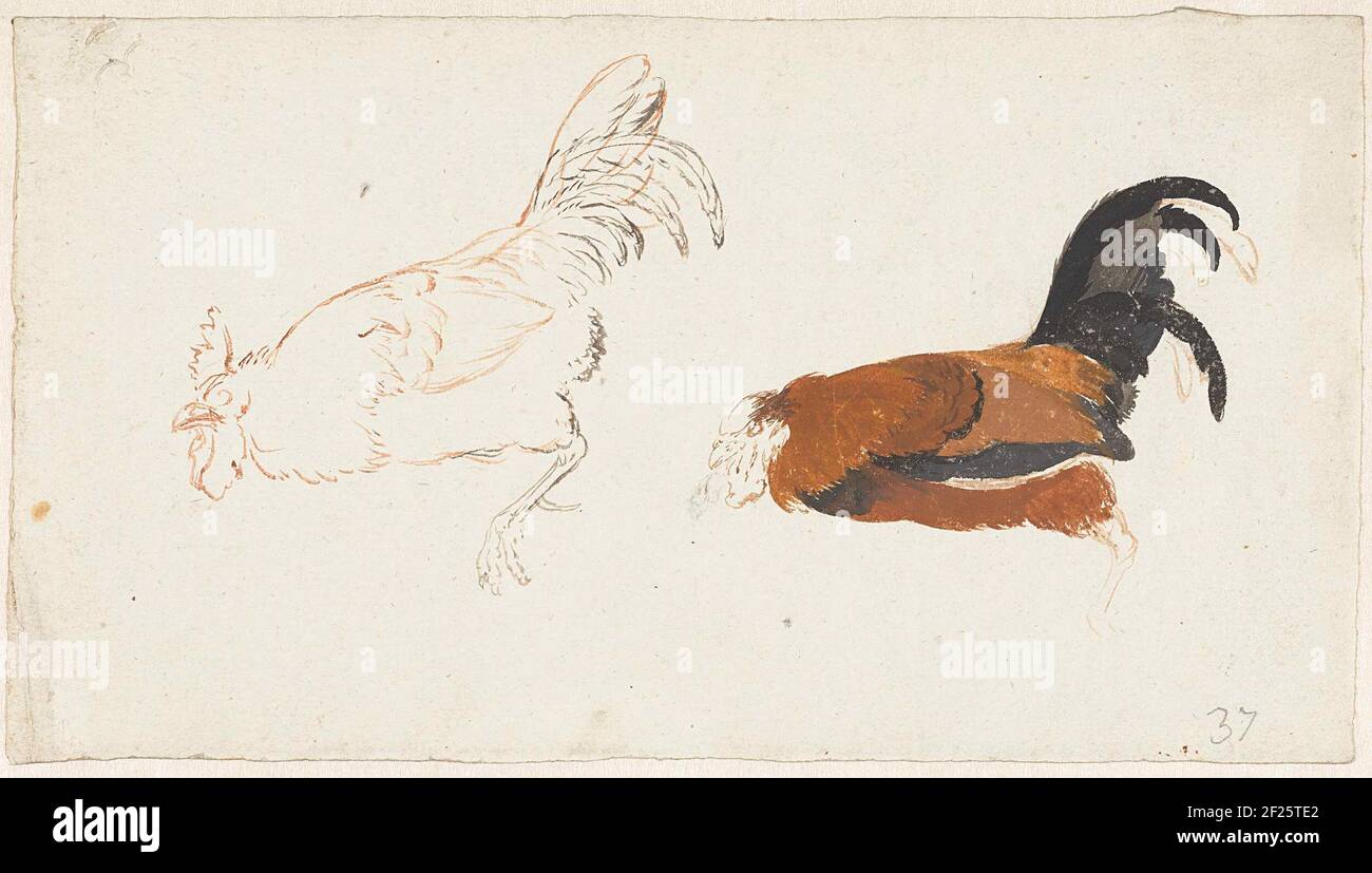 Dead rooster hi-res stock photography and images - Alamy