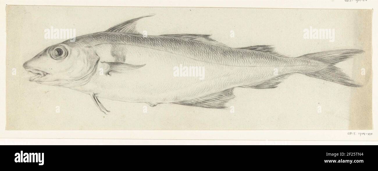 Fish, to the left Stock Photo - Alamy