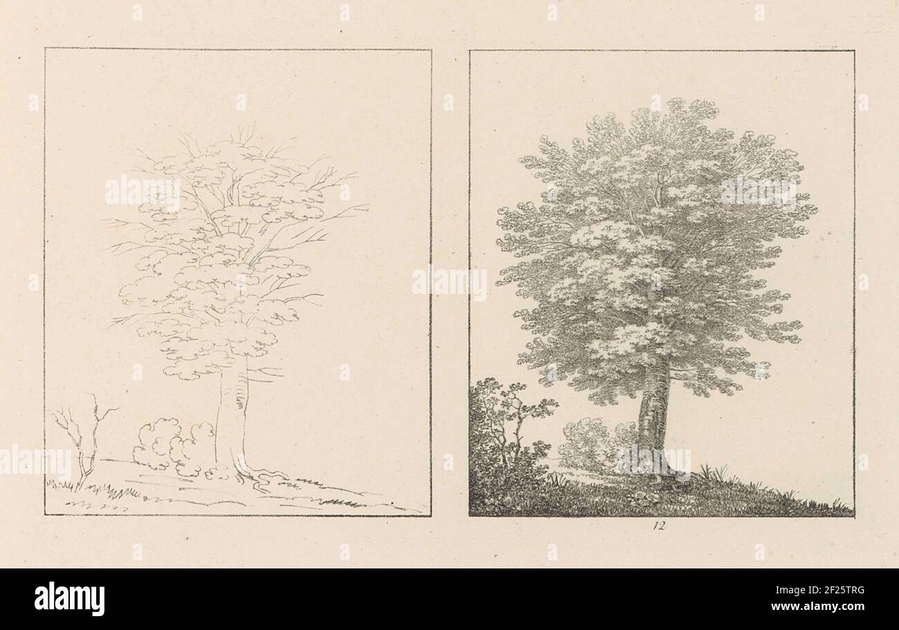 Album leaf with two performances of two beech trees: on the left the ...