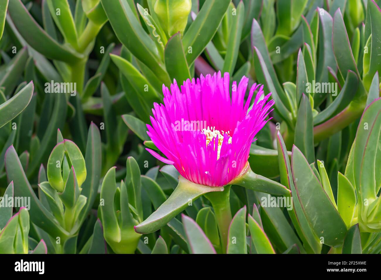 Carpobrotus edulis chilensis hi-res stock photography and images - Alamy