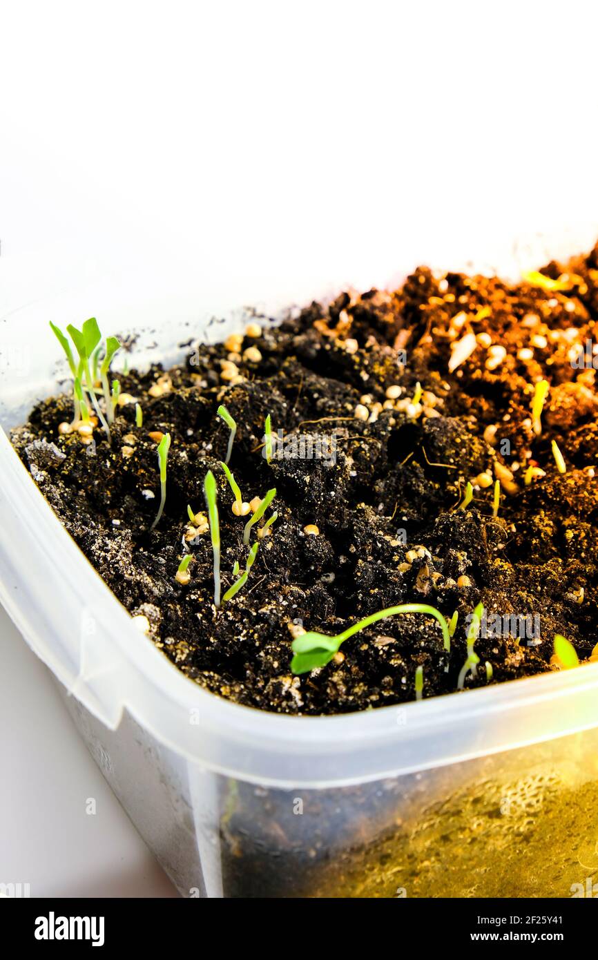 Seedlings in pots at home. Early seedlings grown from seeds in boxes at ...