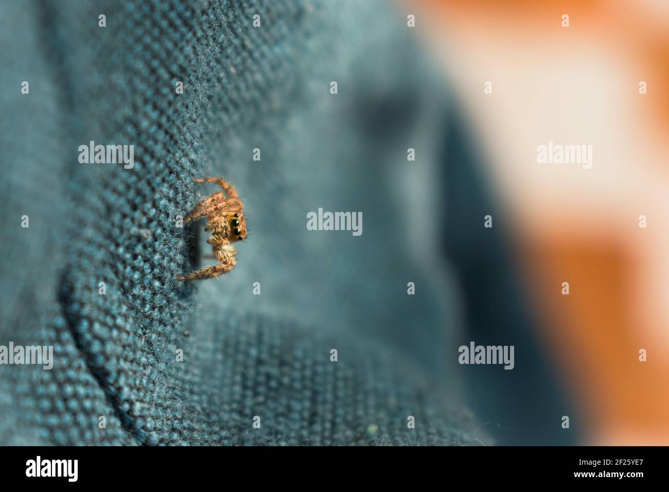 Insects in kerala hi-res stock photography and images - Alamy