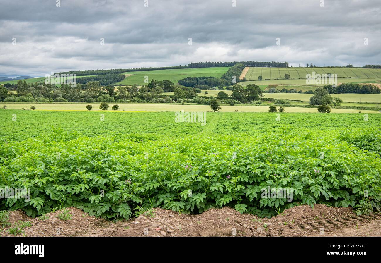 Potato Plants growing in the Teviot Valley, Scotland Stock Photo - Alamy