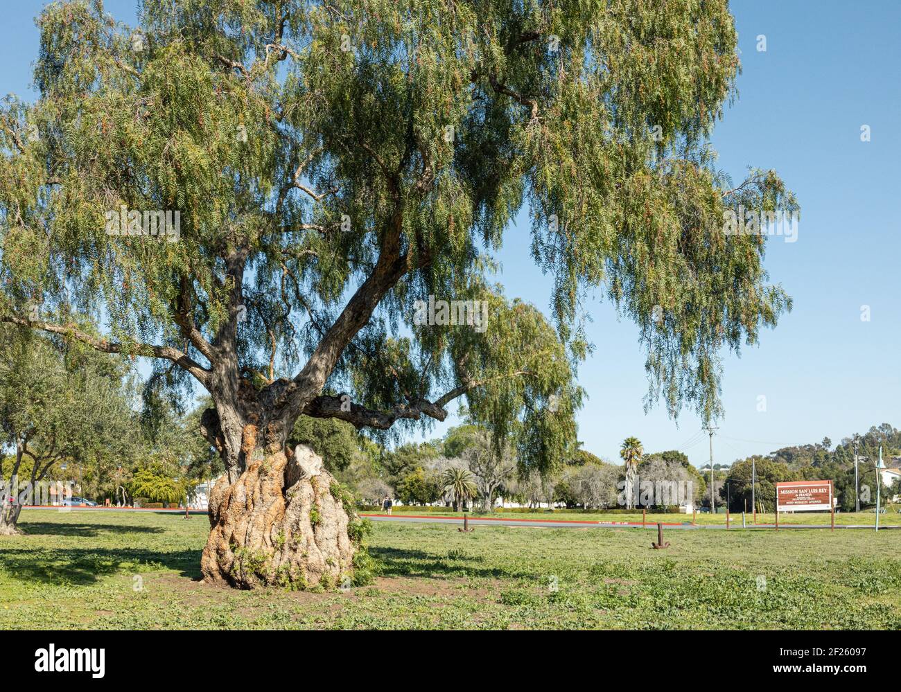 Oceanside, California USA - March 5, 2021: Oldest pepper tree in ...