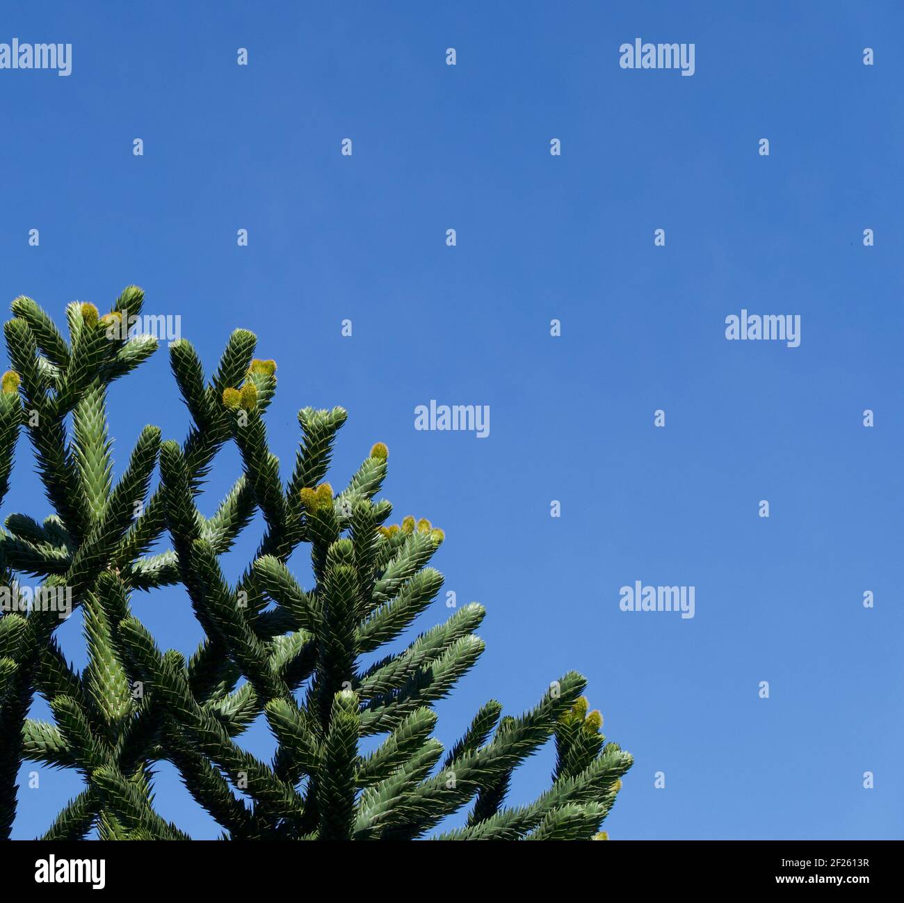 Monkey puzzle tree against deep blue sky background with copyspace ...