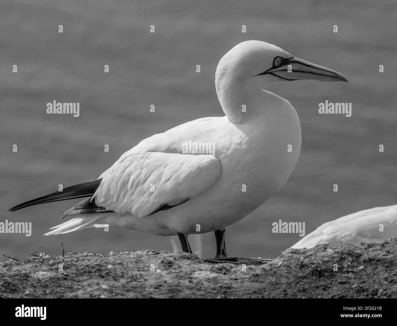 the german island of helgoland Stock Photo - Alamy