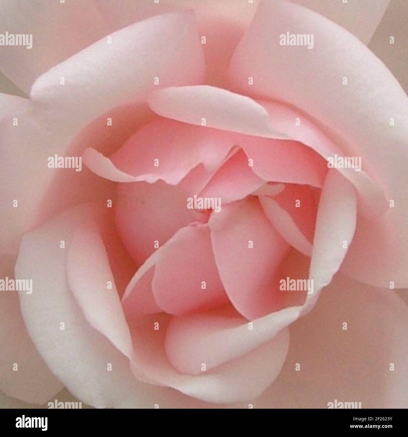 Alamy rose hi-res stock photography and images - Alamy
