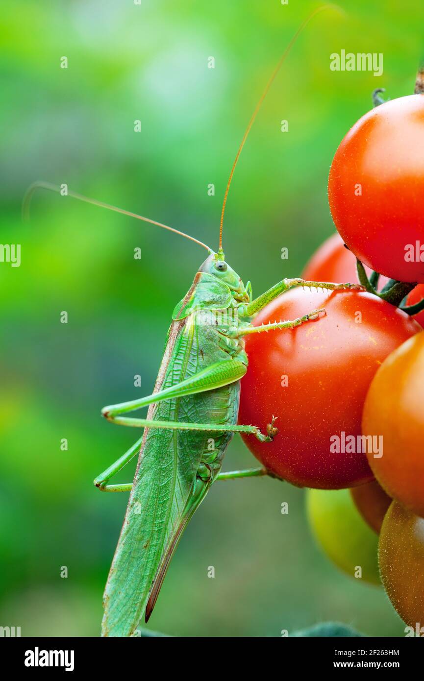 Tomato Insect High Resolution Stock Photography and Images - Alamy