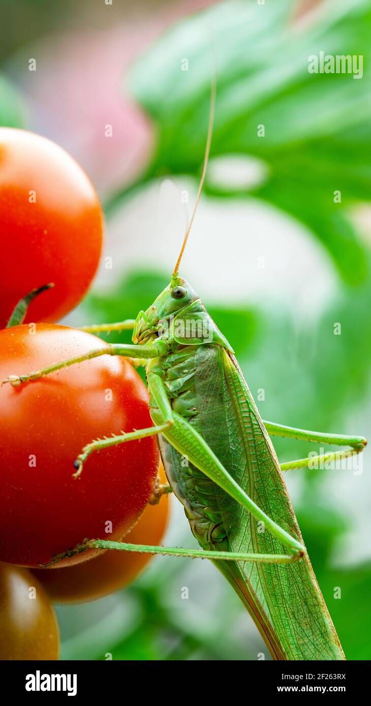 Tomato Insect High Resolution Stock Photography and Images - Alamy