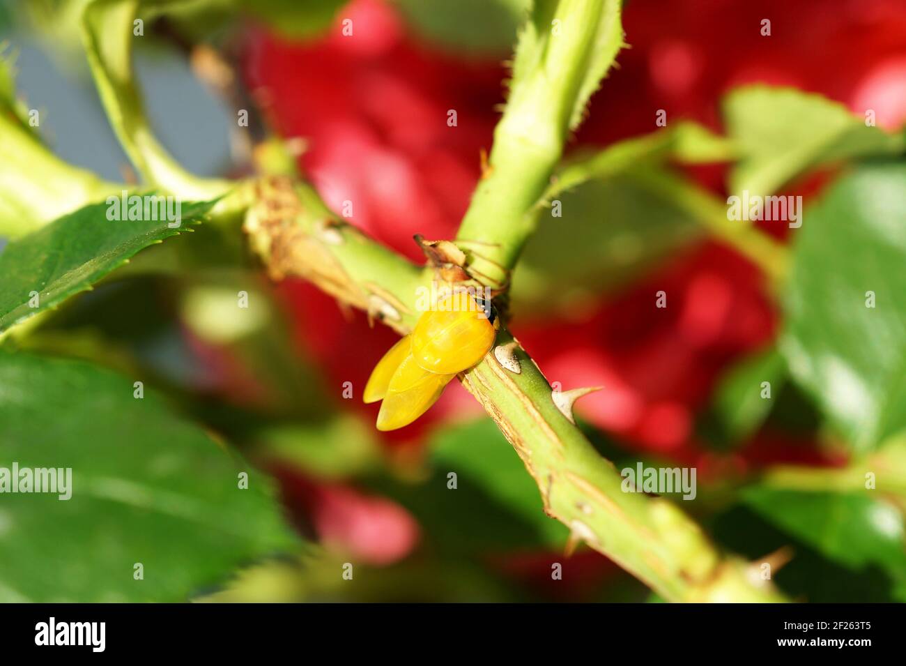 Ladybug Pupa High Resolution Stock Photography and Images - Alamy