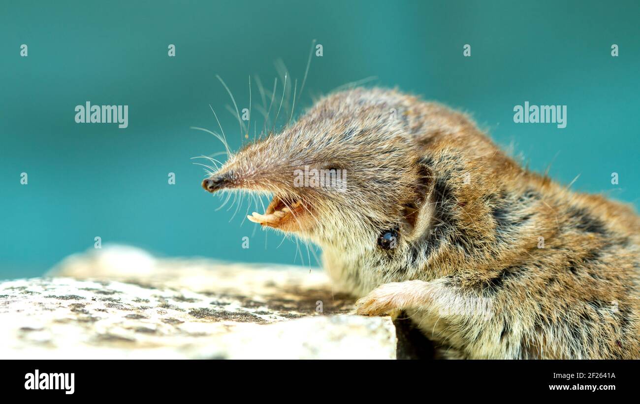Shrew Teeth High Resolution Stock Photography and Images - Alamy
