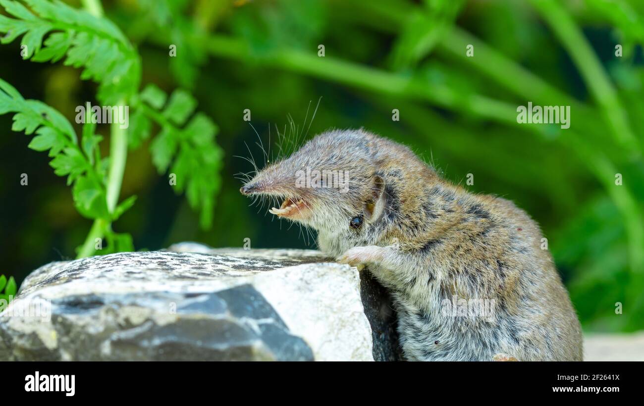 Shrew Teeth High Resolution Stock Photography and Images - Alamy