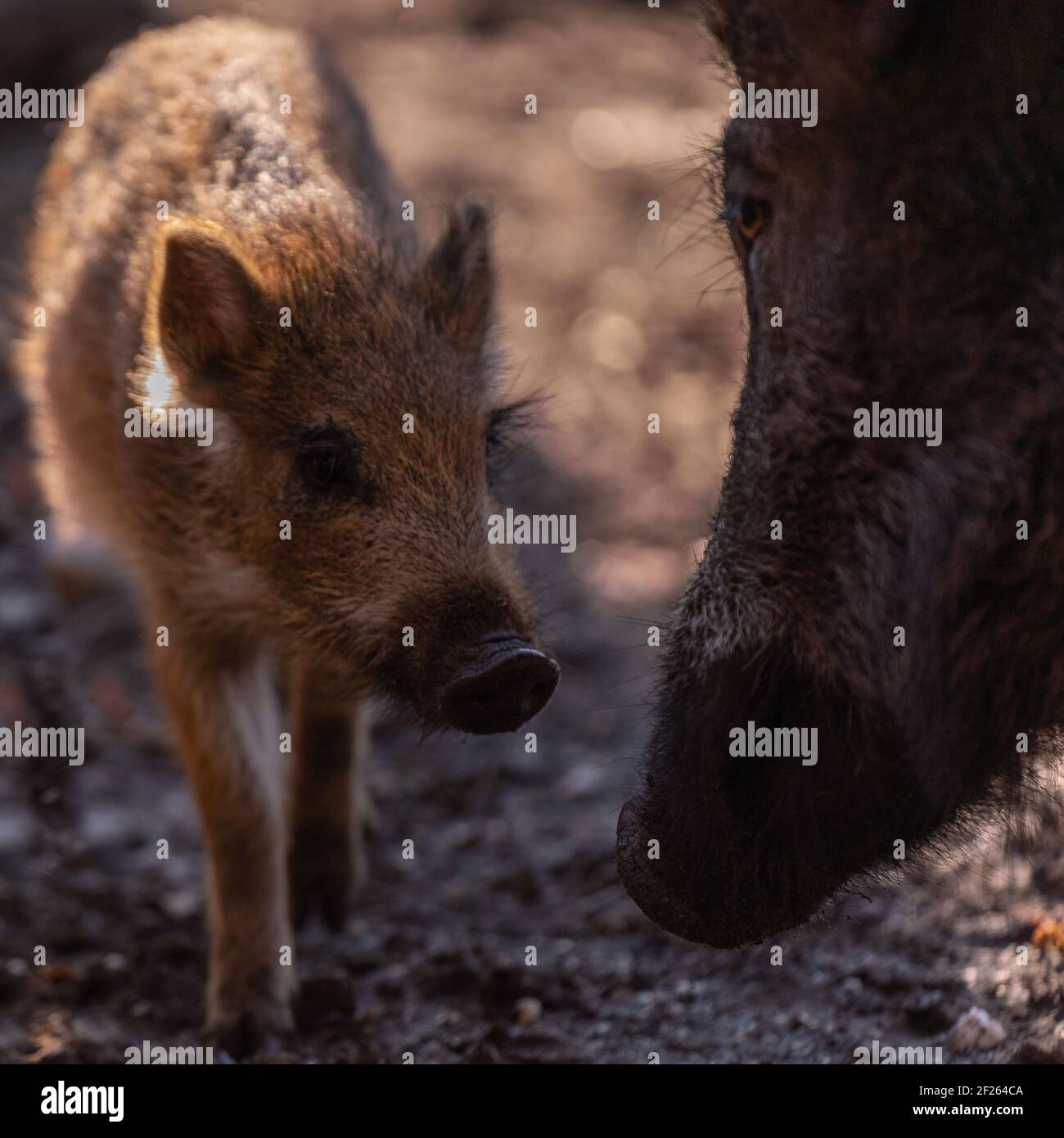 Face of hog hi-res stock photography and images - Alamy