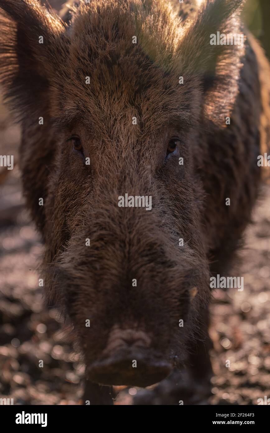 Face of hog hi-res stock photography and images - Alamy