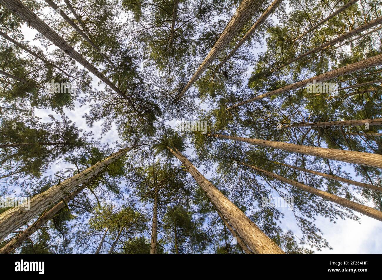 Trees looking up hi-res stock photography and images - Alamy