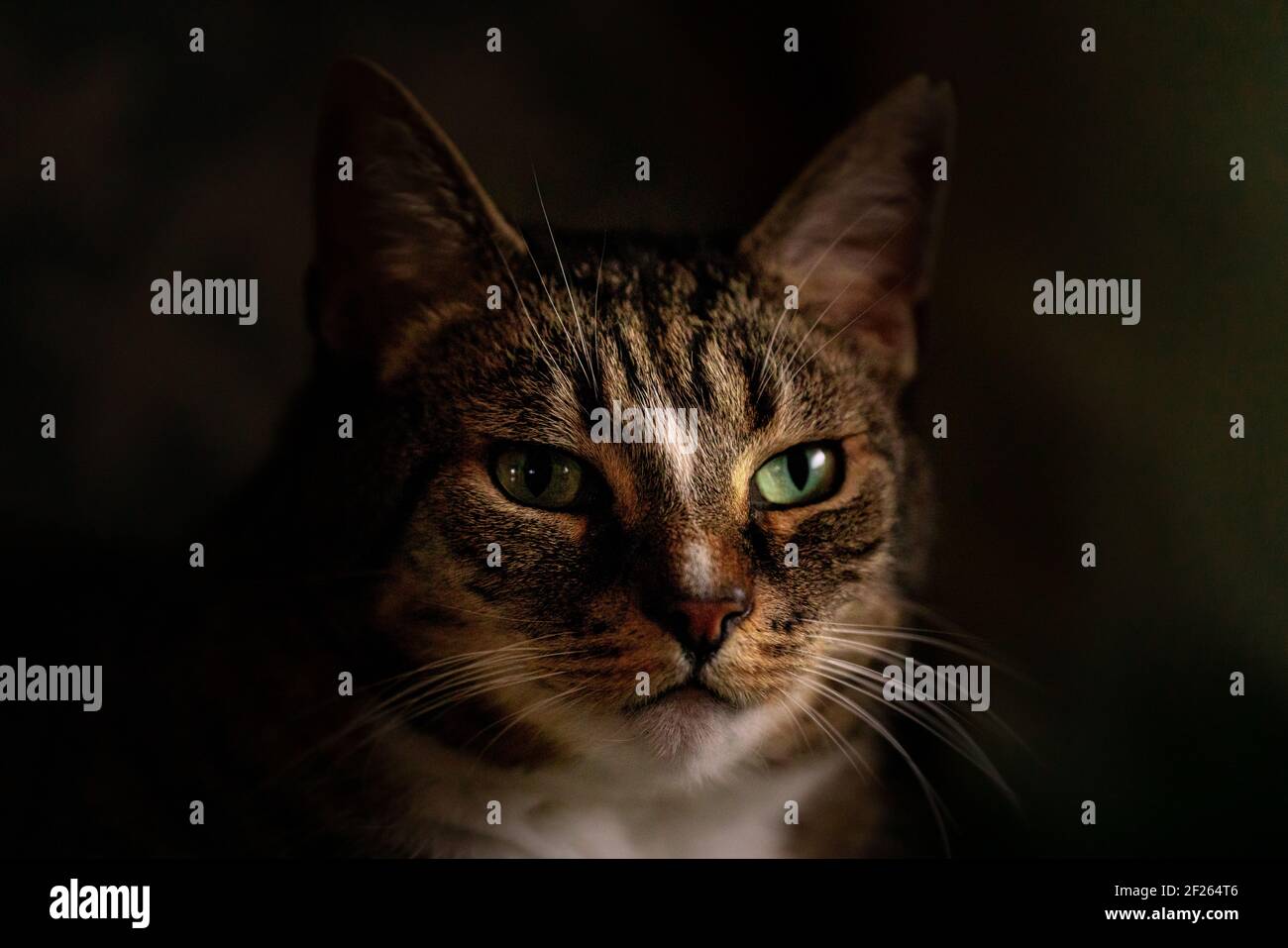 A closeup shot of a beautiful cat face with green eyes Stock Photo - Alamy