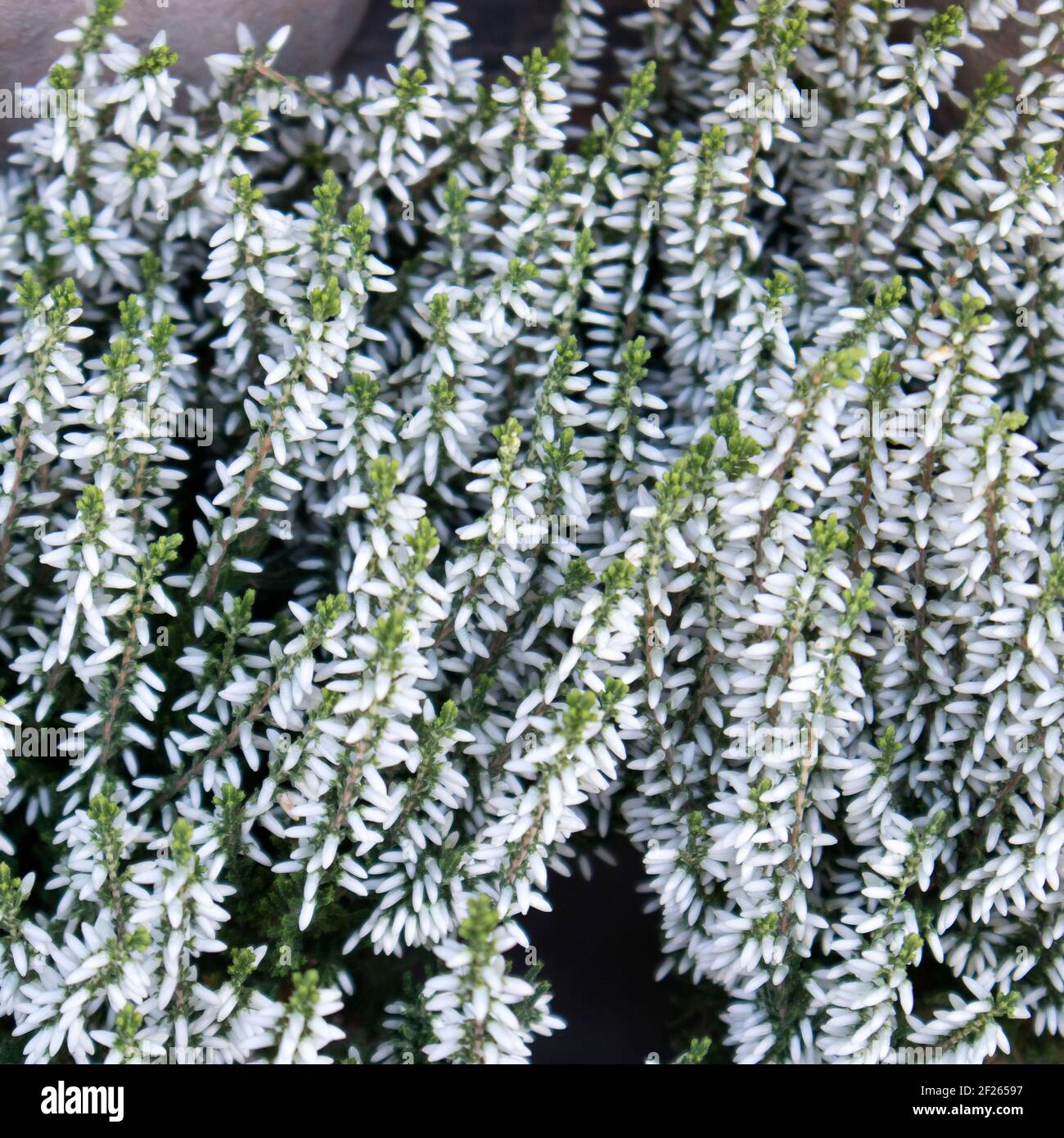 White and green heather wallpaper. Square format Stock Photo - Alamy