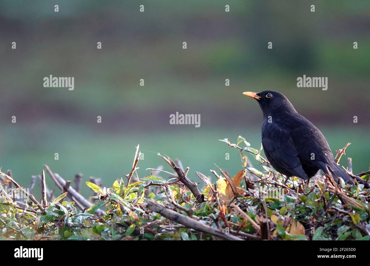 True Thrush High Resolution Stock Photography and Images - Alamy