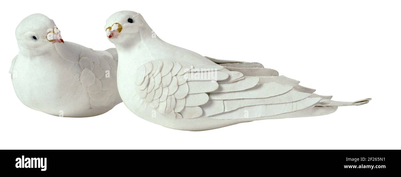 Two white doves isolated on a white background Stock Photo - Alamy