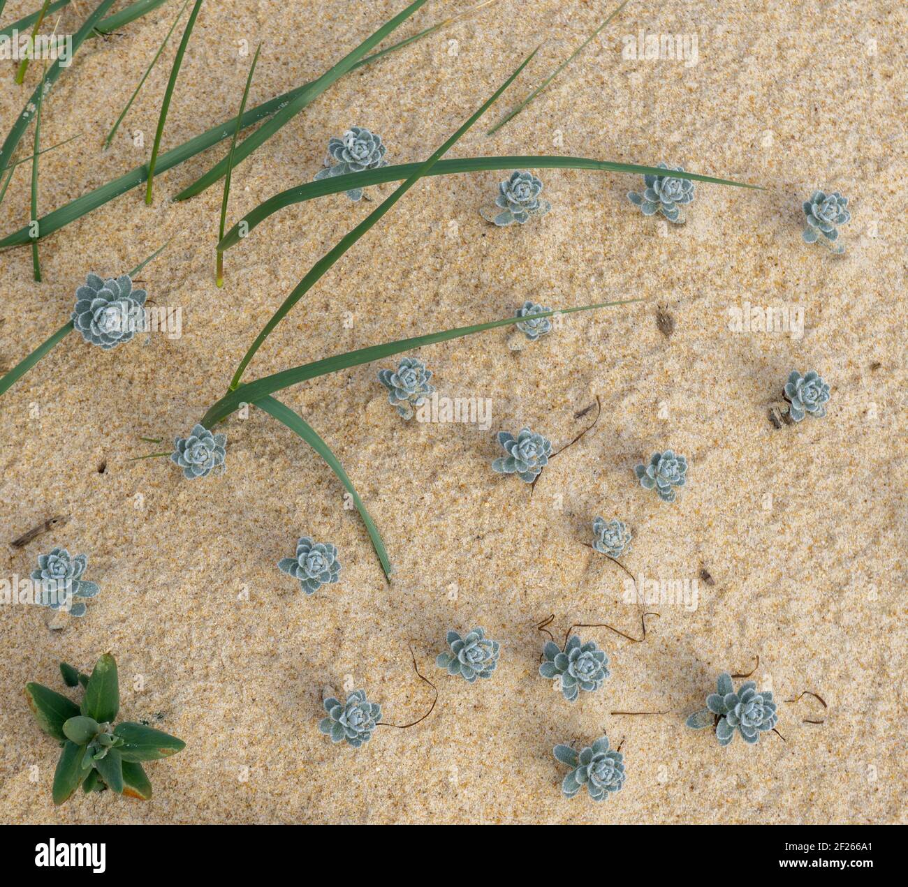 Top down cactus hi-res stock photography and images - Alamy