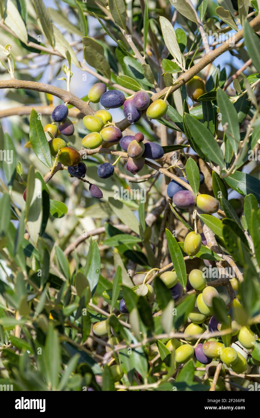 Tuscan olive tree, olives in various stages of ripening, soft focus ...