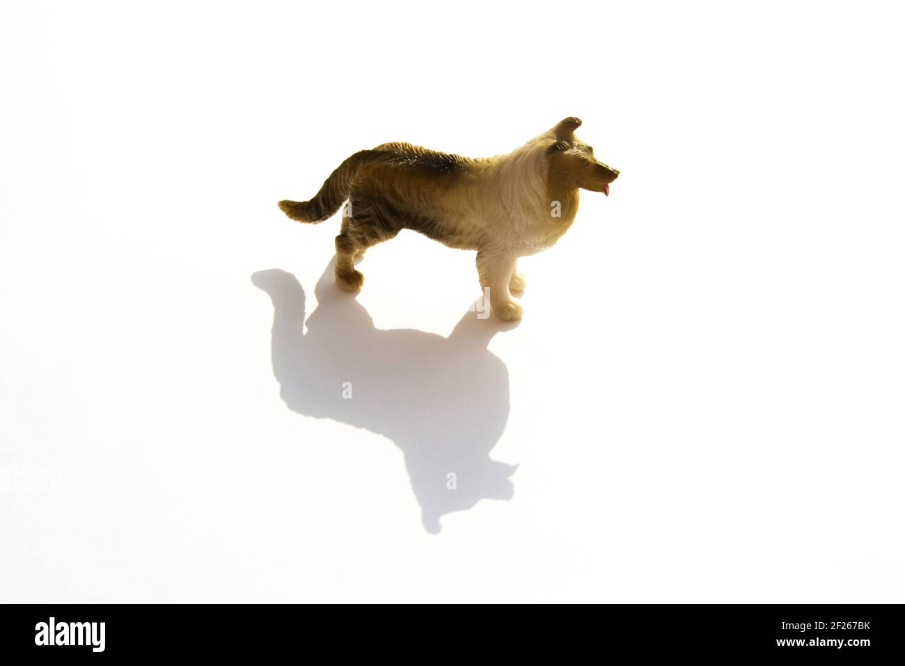 Fur detail Cut Out Stock Images & Pictures - Alamy