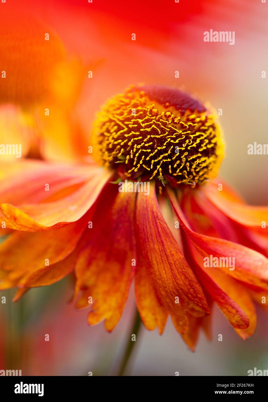 A stunning close up of a helenium flower, also known as sneezeweed with ...