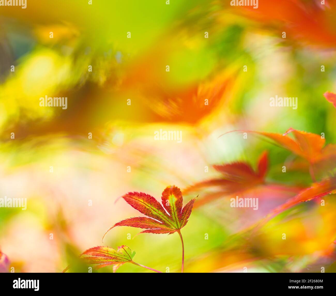 An impressionist image of acer or maple tree leaves in the Japanese ...