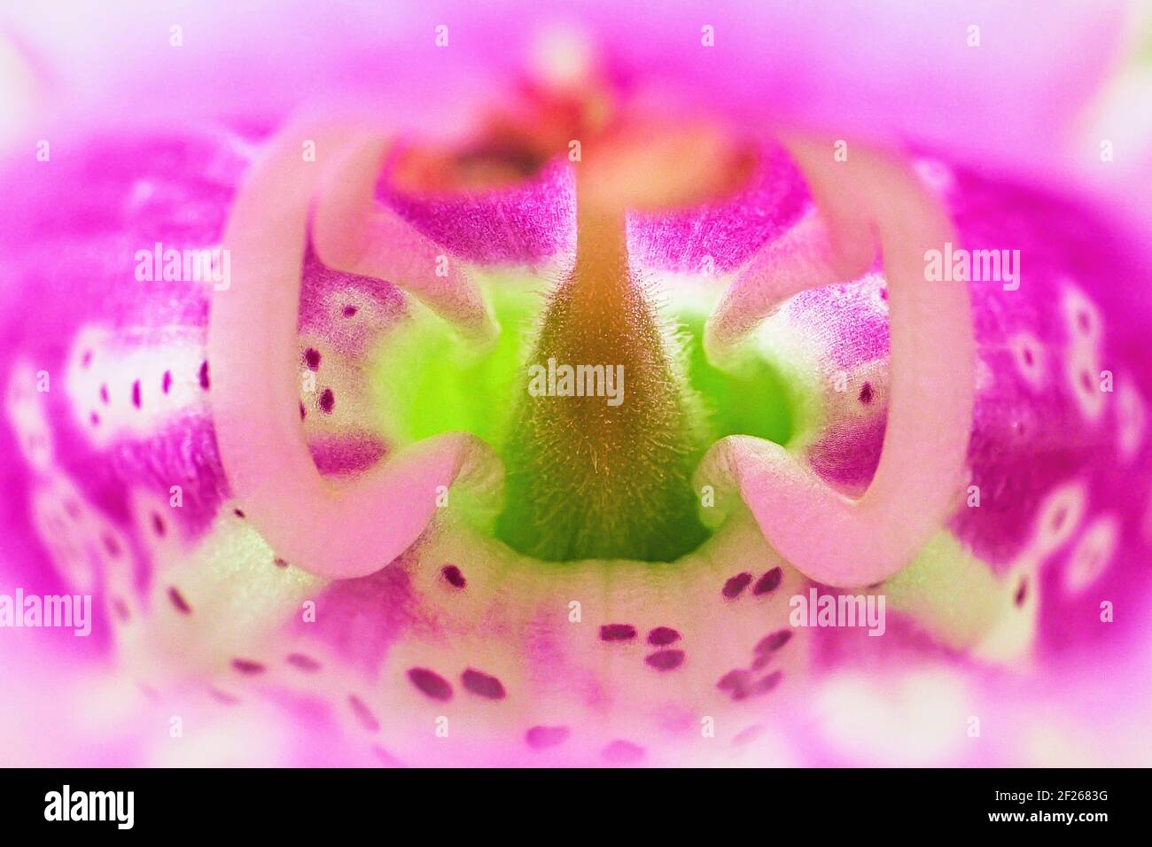Ovary anatomy hi-res stock photography and images - Alamy