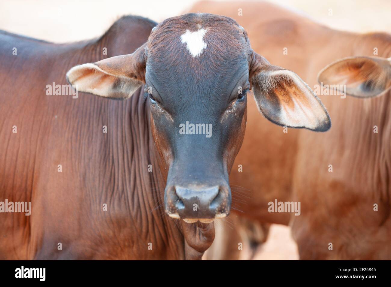 Portrait of a young bull in pasture Stock Photo - Alamy