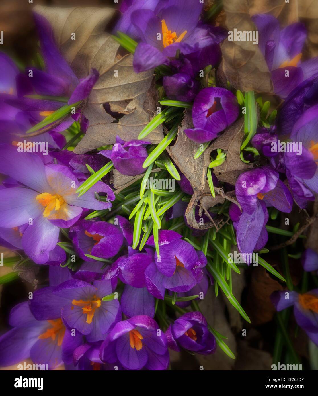 Romantic Crocus flowering in early spring in Greater London, England ...
