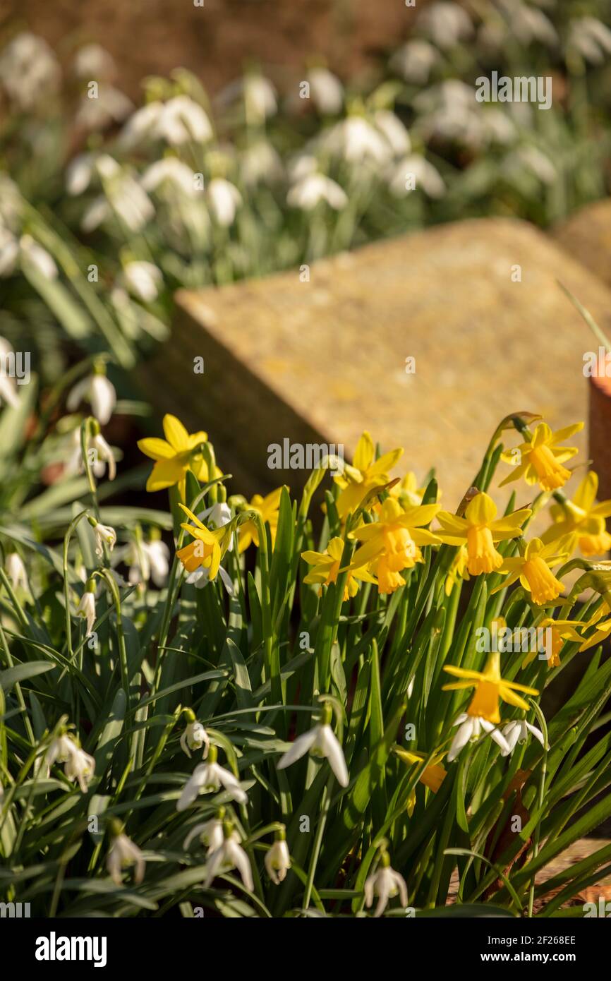 Flower snowdrops daffodils narcissus hi-res stock photography and ...