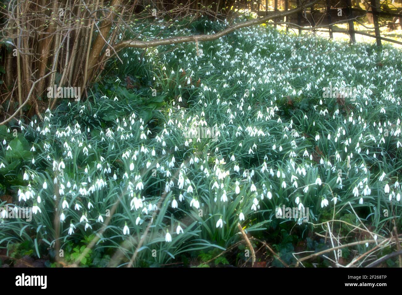 Galanthus (snowdrops) flowering in early spring inGreater London ...