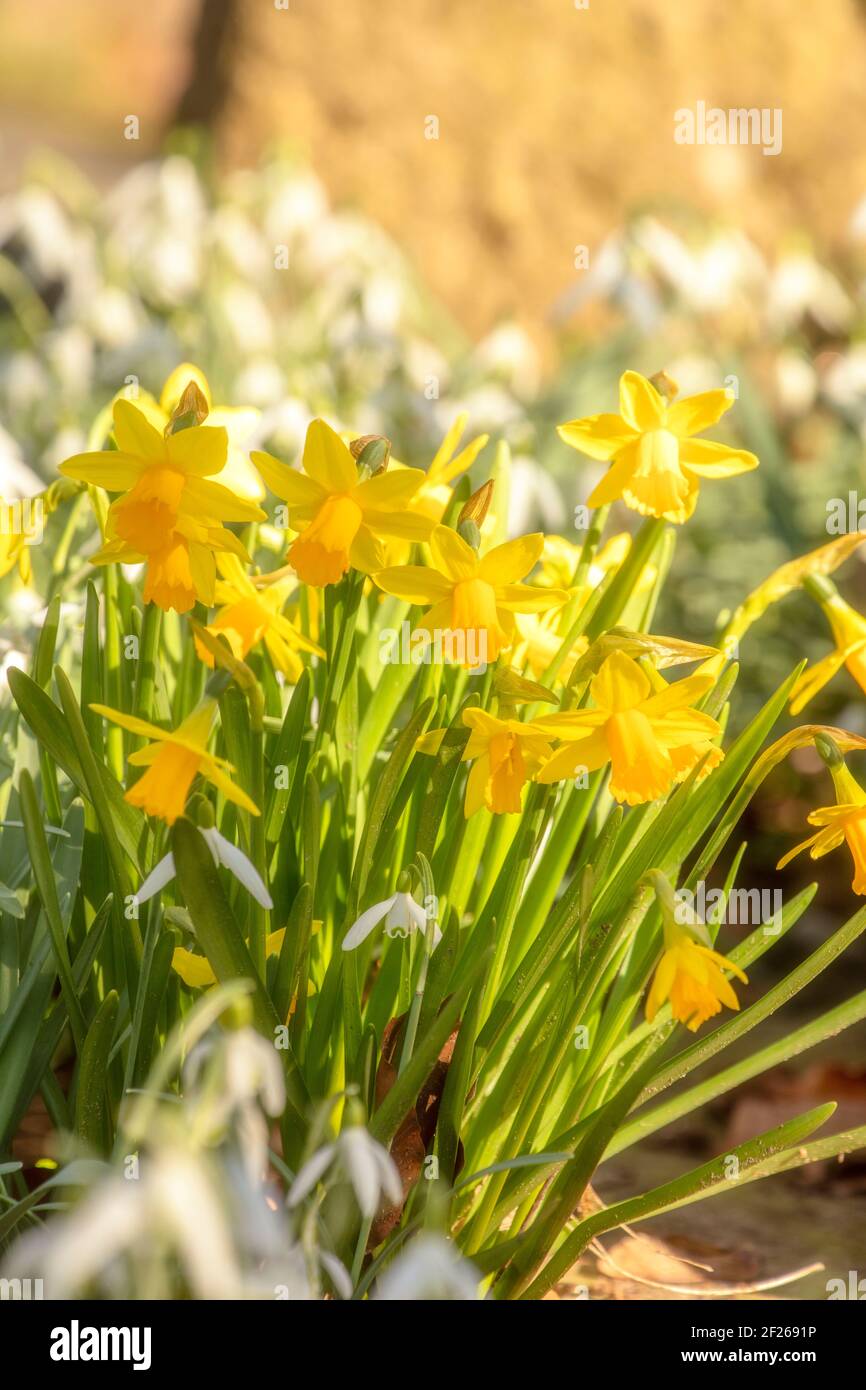 Daffodils glowing in early spring sunshine Stock Photo - Alamy