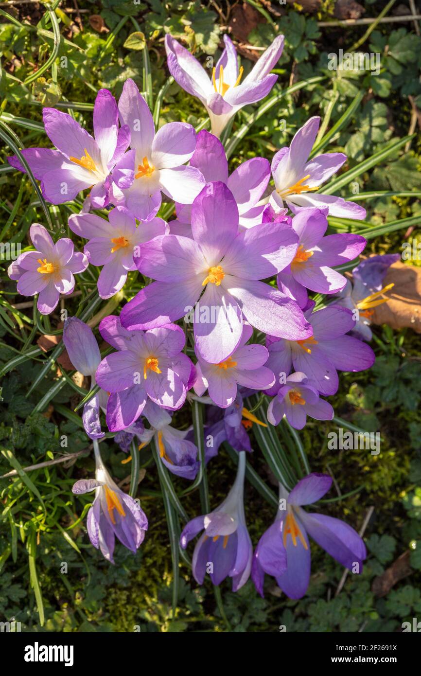 Radiant and romantic colourful Crocuses blooming in early spring ...