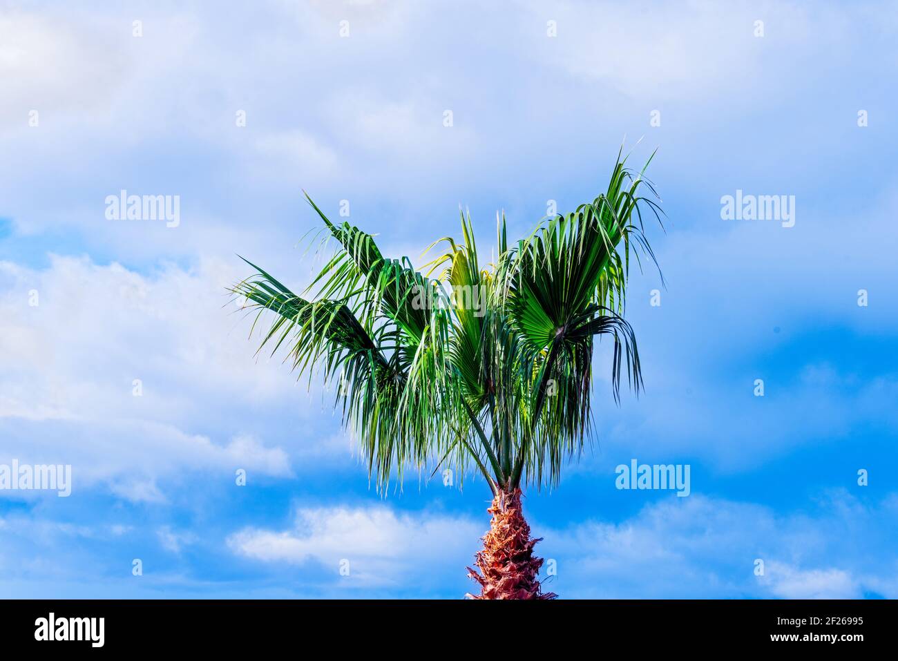 Healthy green palm tree against blue skies with white fluffy clouds ...