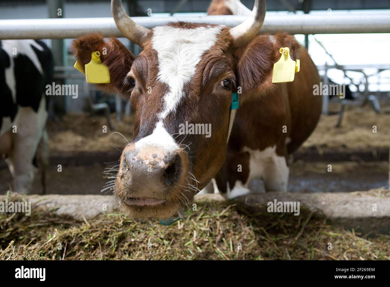 Braun cow hi-res stock photography and images - Alamy