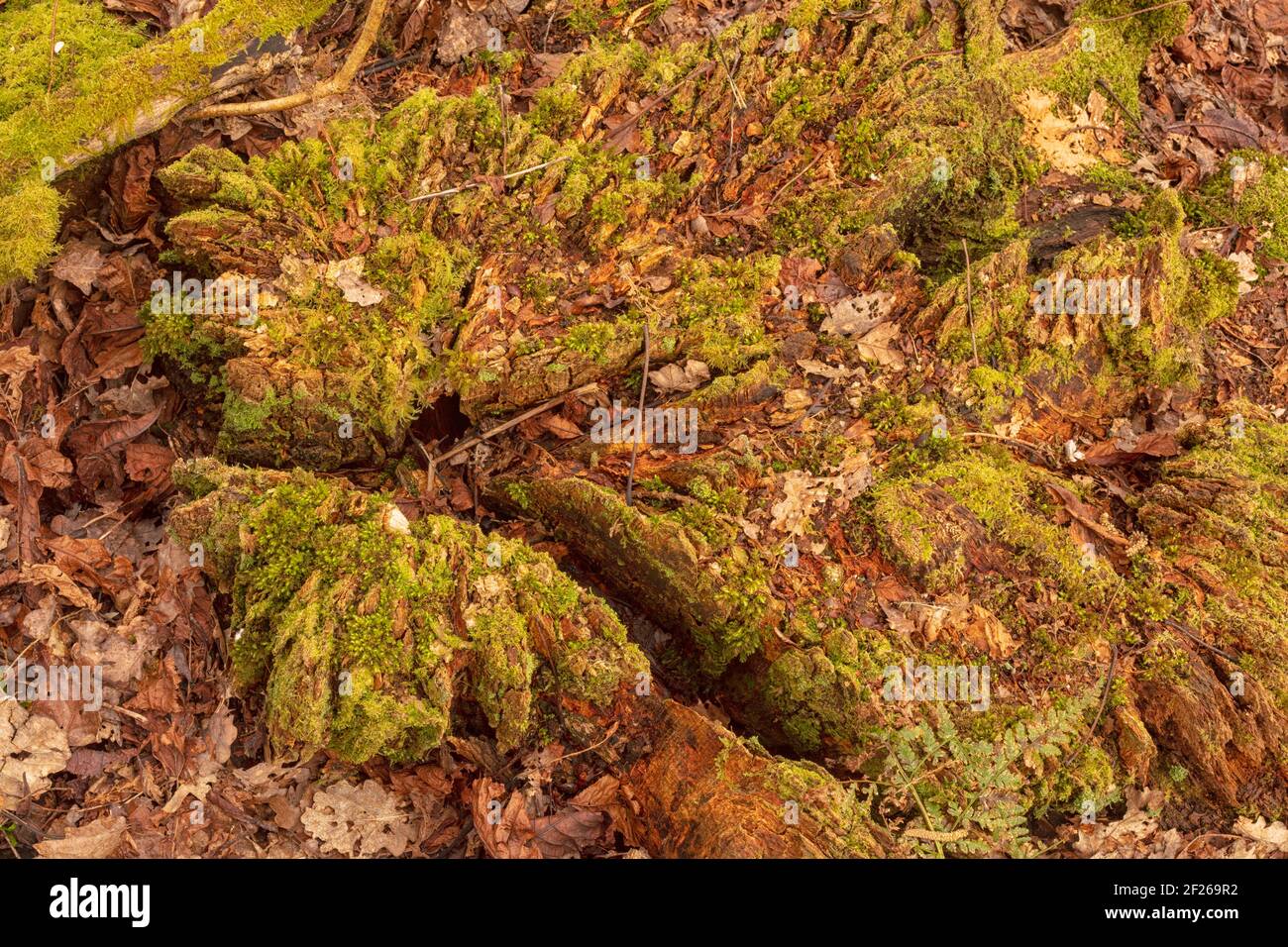 Abstract natural patterns of weathered tree stump Stock Photo - Alamy