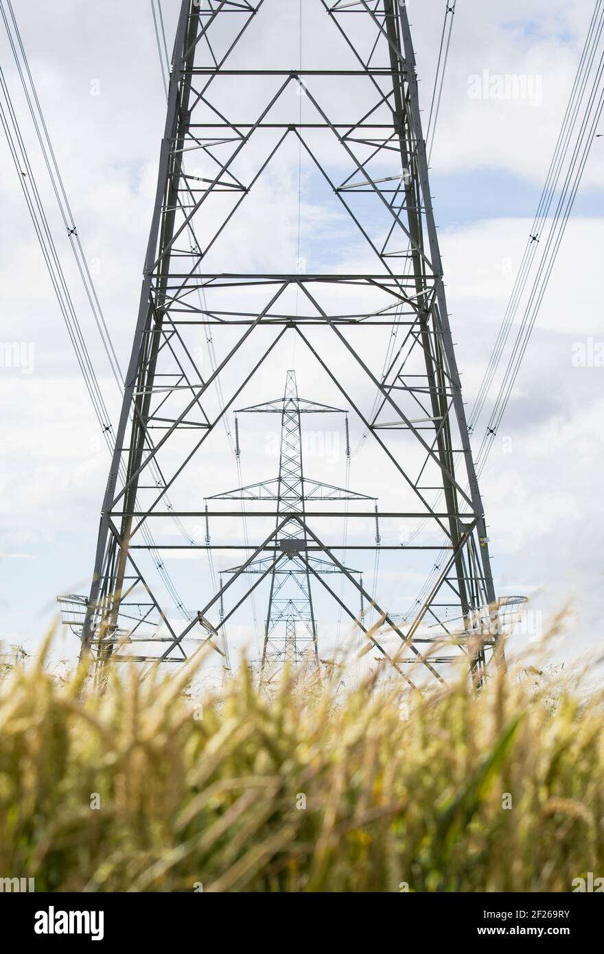 Pylons in a wheat field Stock Photo - Alamy